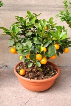Citrice in casa. Un mandarin in ghiveci - Casa-gradina.ro