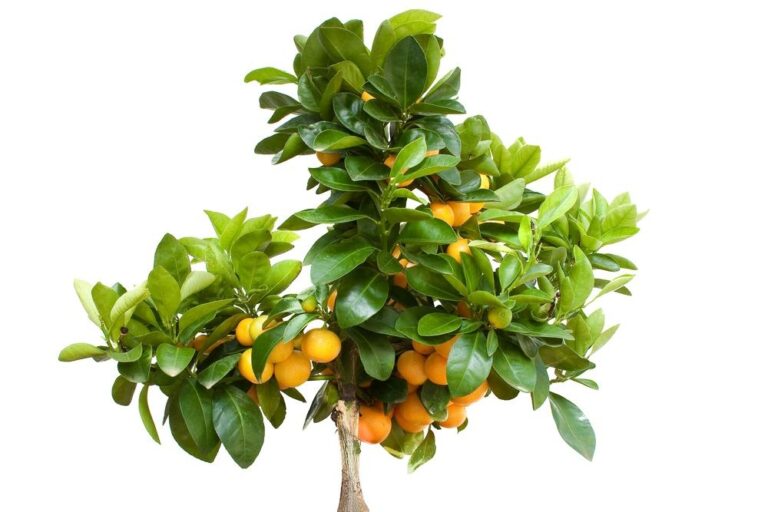 Citrice in casa. Un mandarin in ghiveci - Casa-gradina.ro