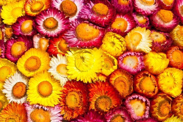 Gomphrena, flori de imortele | Casa-gradina.ro