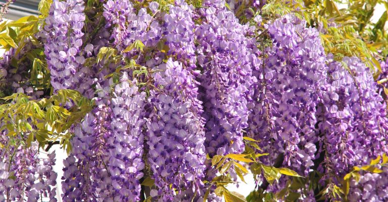 Glicina mov, frumoasa japoneza | Casa-gradina.ro