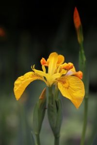 Irisul, floarea zeilor - Casa-gradina.ro