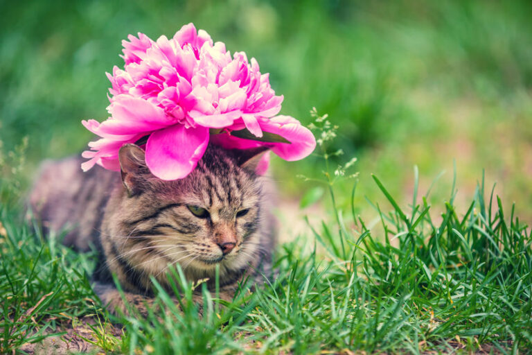 Tot ce trebuie sa stii despre bujori. Plantare, ingrijire si cateva ...