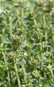 Cum se cultiva cimbrul. O planta aromatica cu rol decorativ