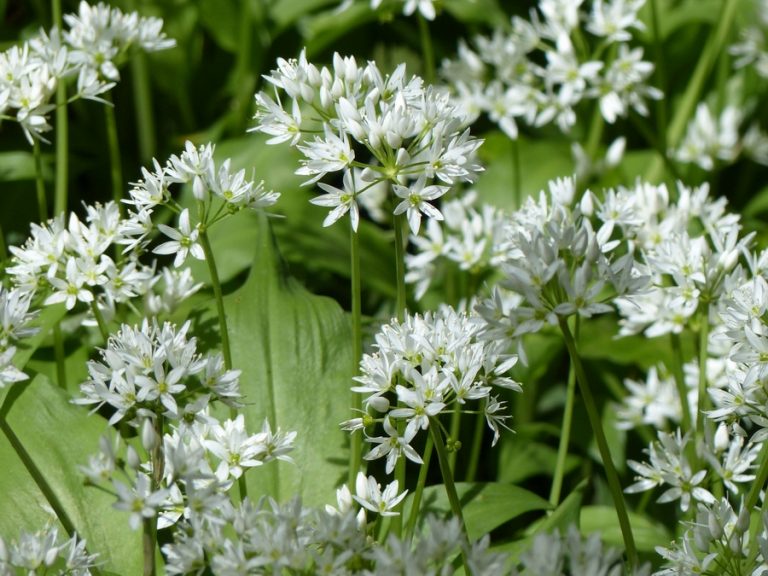 Leurda, sfaturi de cultivare în grădină - Casa-gradina.ro