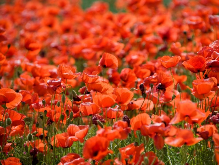 Macul de grădină. Cum îl cultivi - Casa-gradina.ro