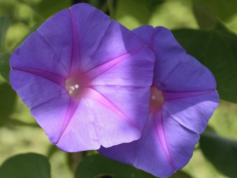 Zorele urcătoare. Florile din curtea bunicii - Casa-gradina.ro