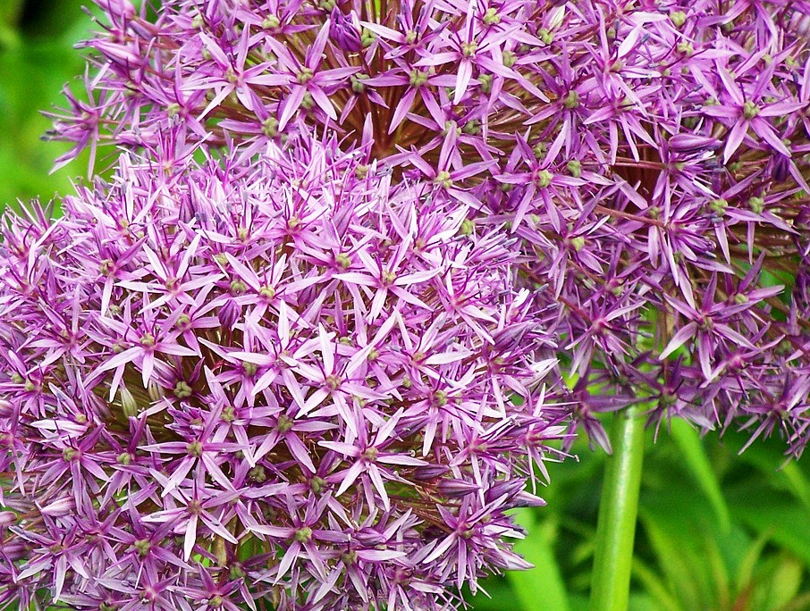 Ceapa decorativă, o floare spectaculoasa