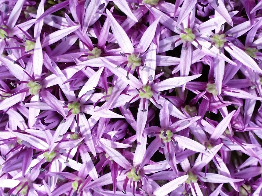 Ceapa decorativă, o floare spectaculoasa