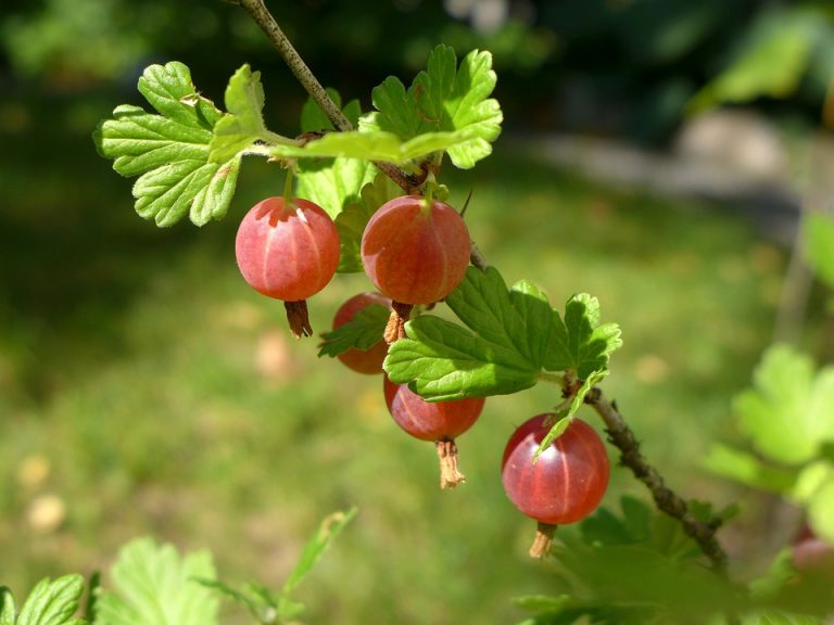 Agrisul, un arbust prolific - Casa-gradina.ro