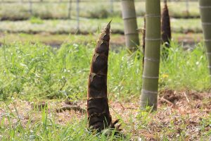 Bambusul comestibil - Casa și Grădina