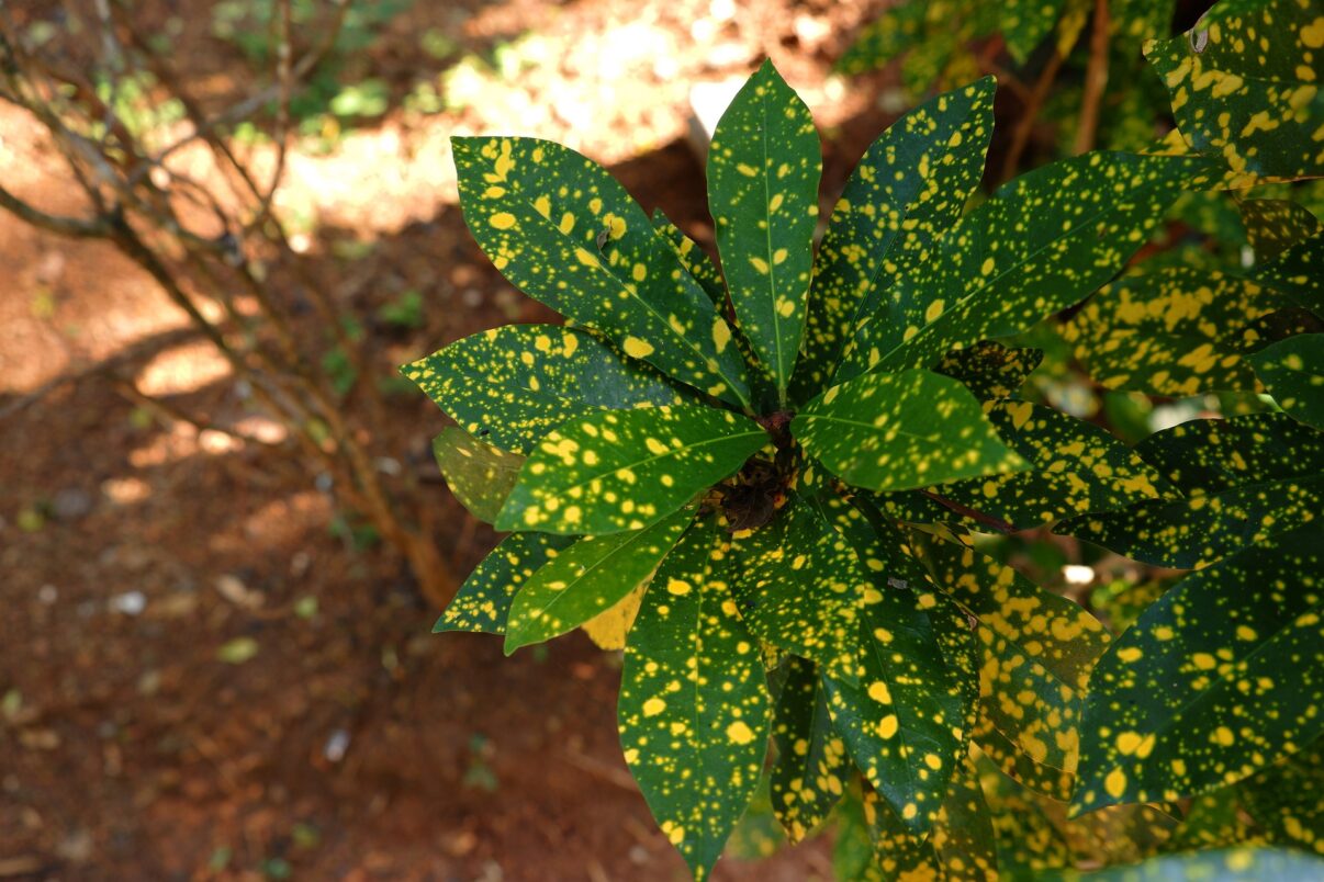 Croton, una dintre cele mai decorative plante de apartament - Casa ...
