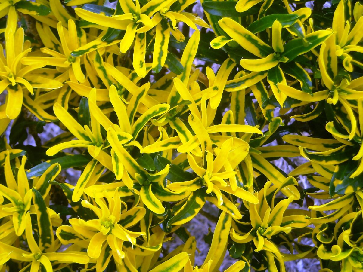 Croton, una dintre cele mai decorative plante de apartament - Casa ...
