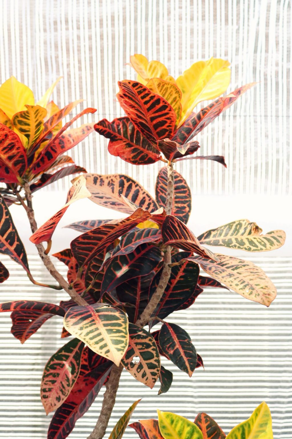Croton, una dintre cele mai decorative plante de apartament - Casa ...