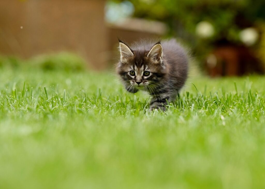 Cum se cultiva leusteanul | Casa-gradina.ro