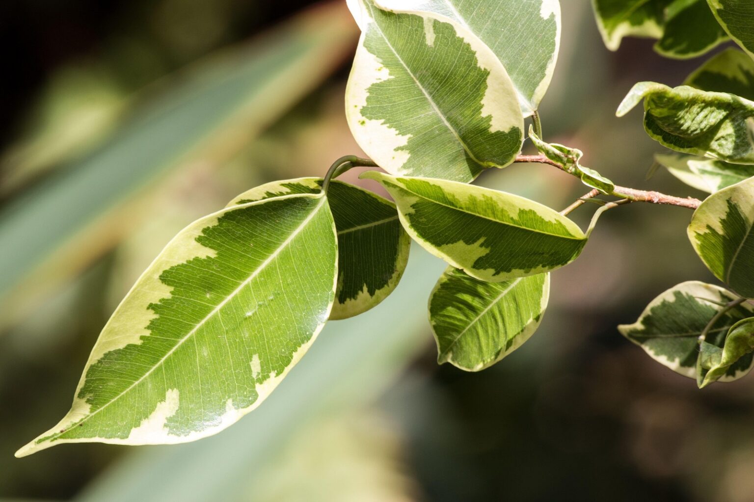 10 plante de apartament cărora nu le place să fie mutate din loc - Casa ...