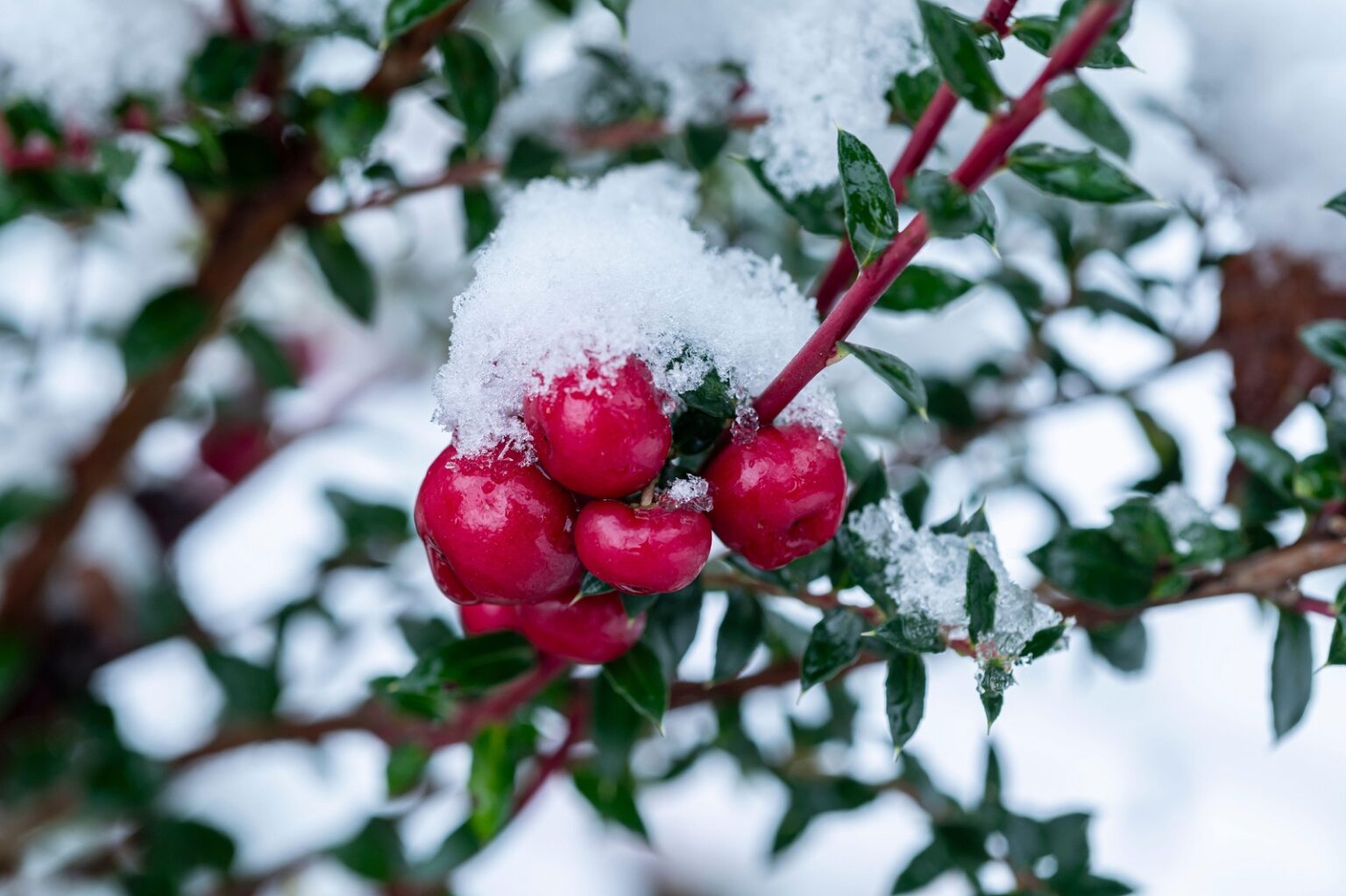 7 arbuști cu fructe colorate care decorează grădinile iarna - Casa ...
