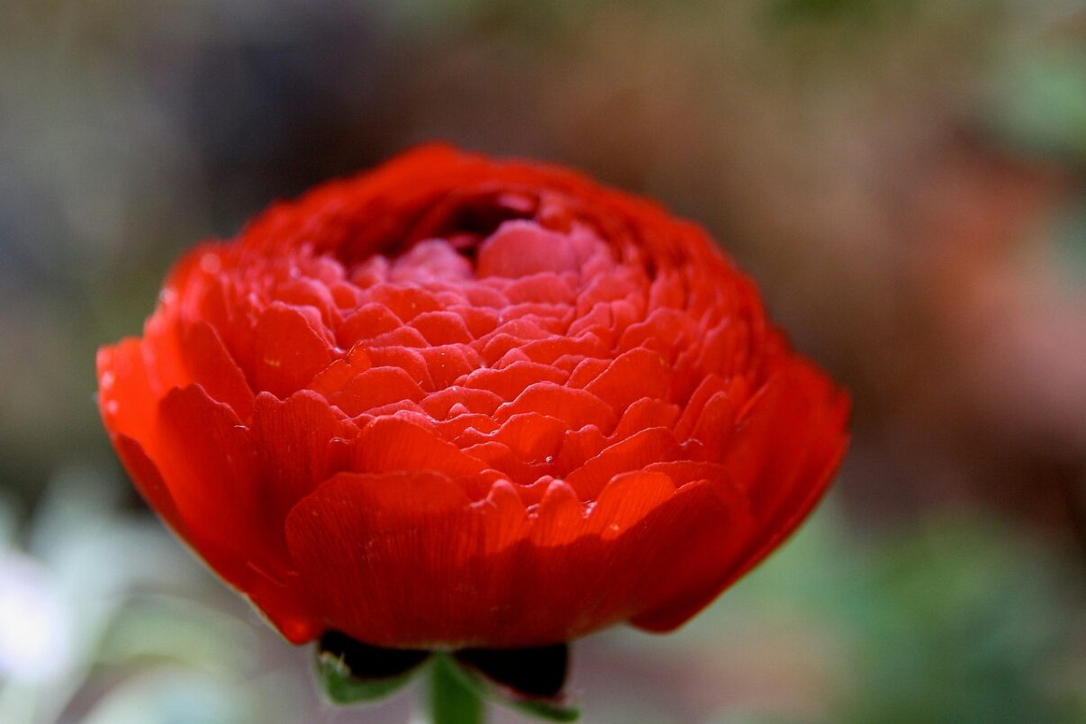 Ranunculus – surprinzătoarea floare care păstrează florile și iarna ...