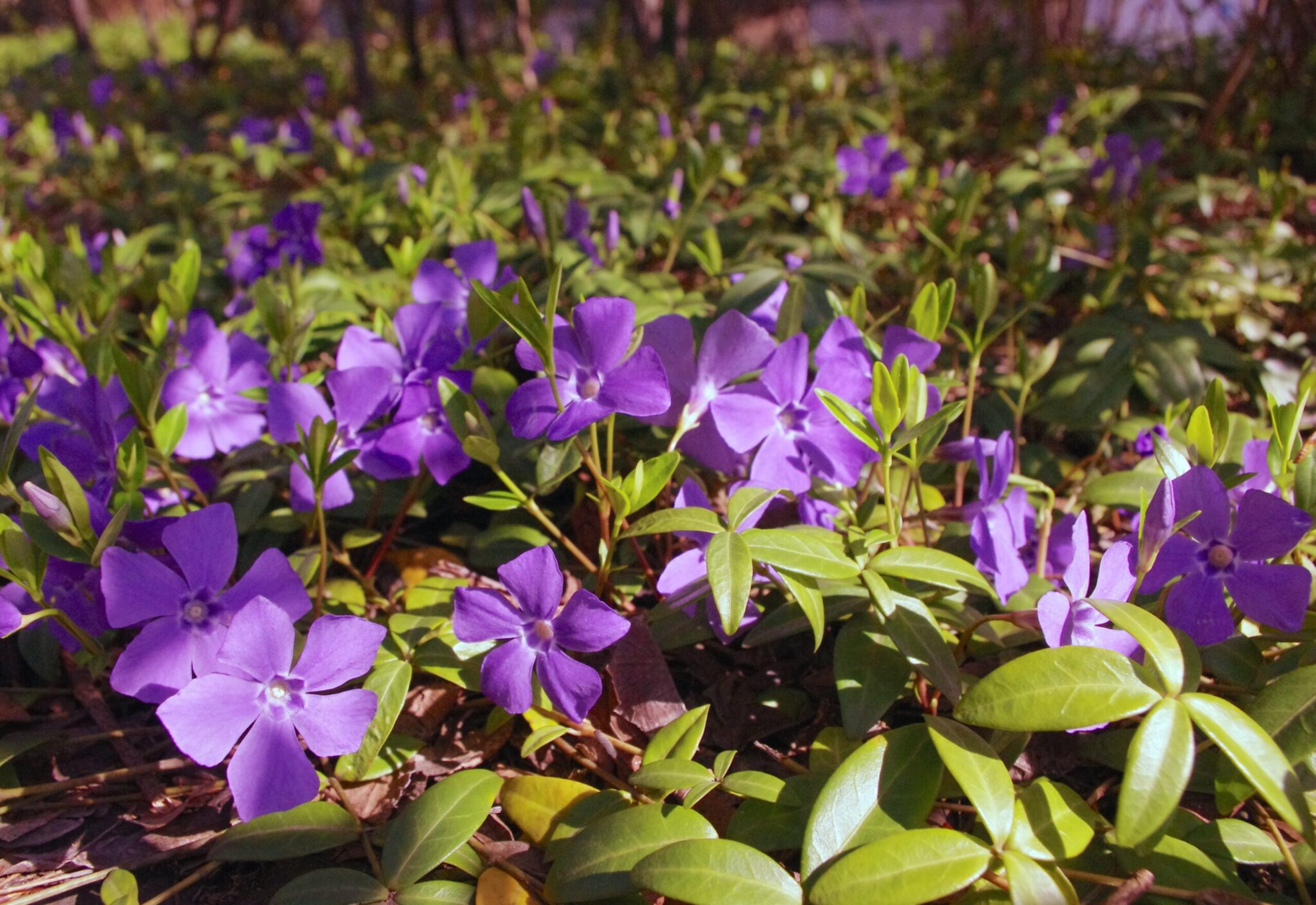 Verde iarna, înflorită primăvara: vinca cu flori violet - Casa-gradina.ro
